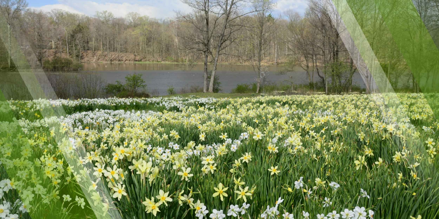 Daffodil Meadow – Mill Creek MetroParks