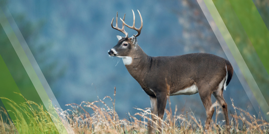 Help Keep Wildlife Wild – Mill Creek MetroParks
